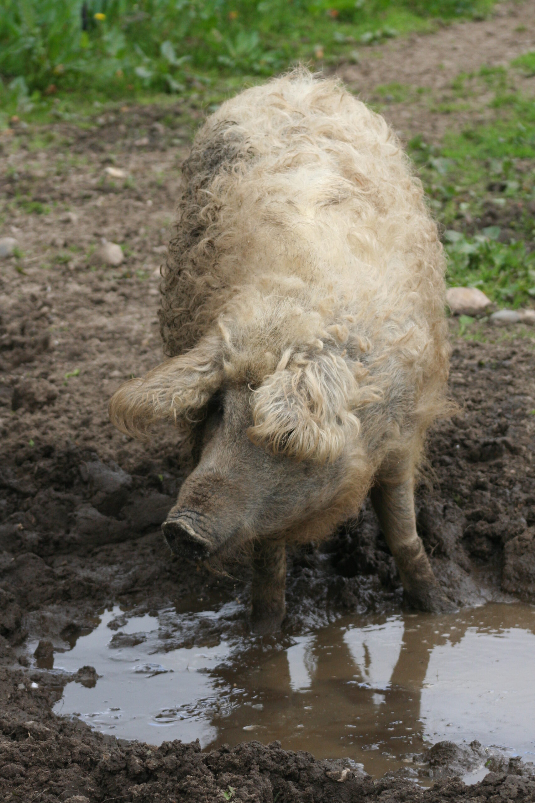 Mangalitza Wollschwein | PROVIEH