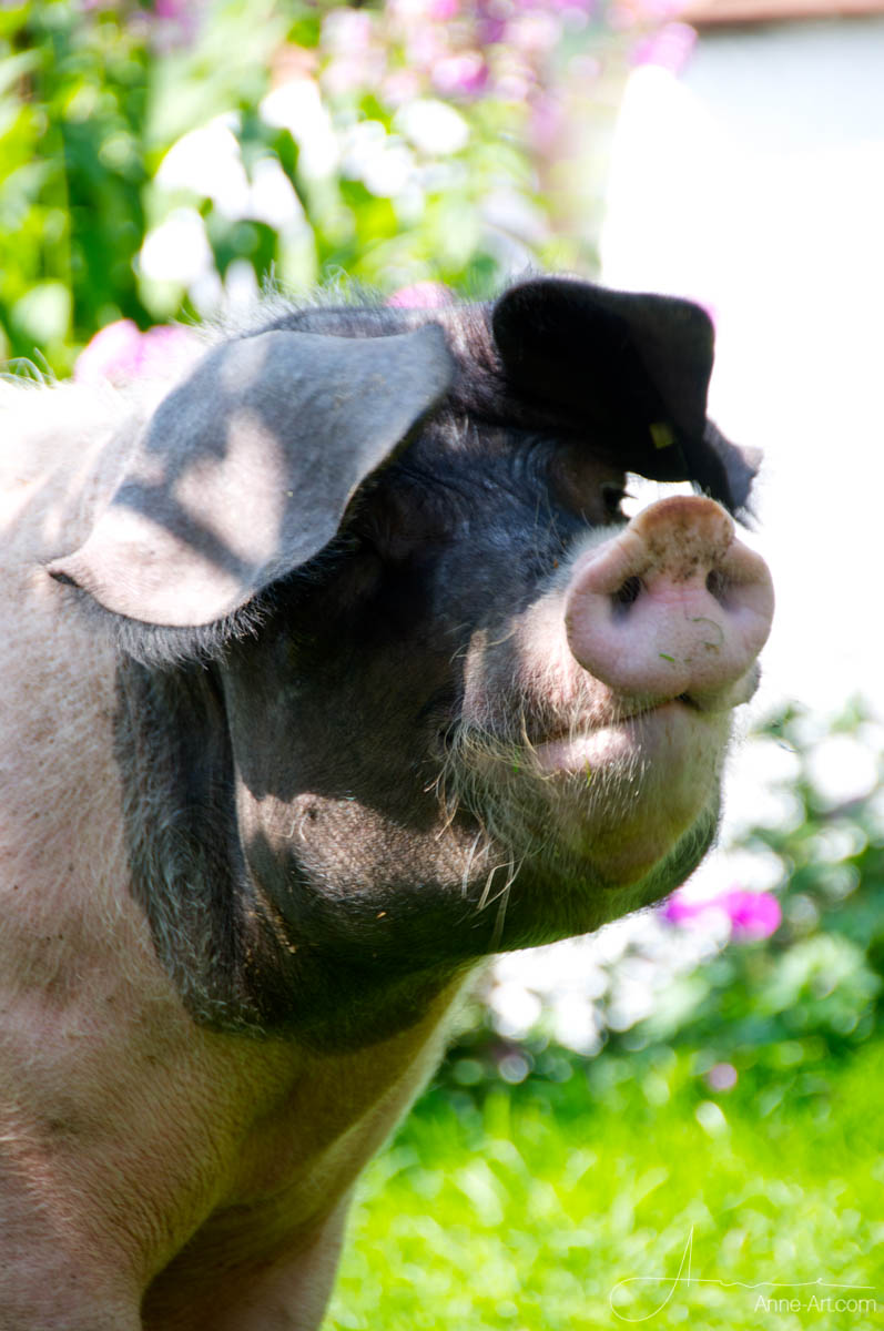 Das Schwäbisch-Hällische Schwein | PROVIEH