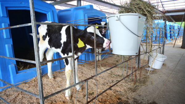 Wissen rund um die Milch | PROVIEH